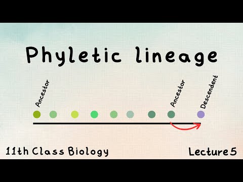 Phyletic lineage | lecture in Urdu | FSc biology | class 11