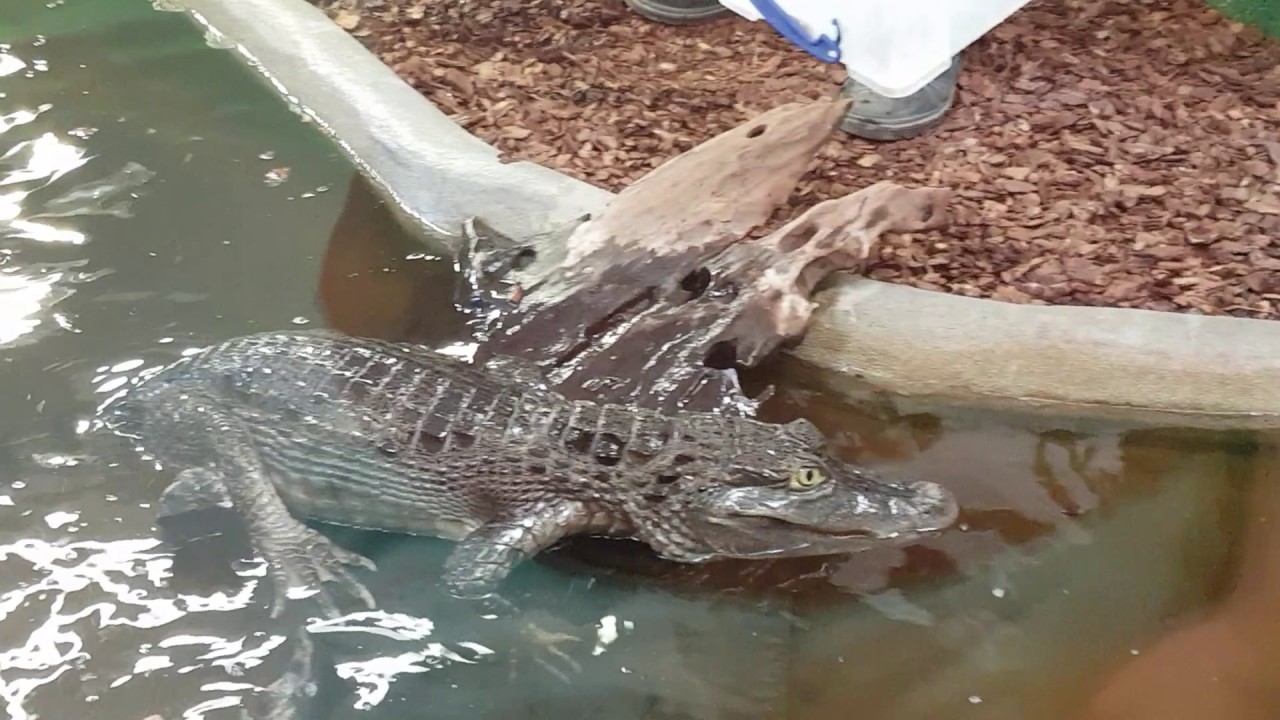 Spectacled Caiman feed full