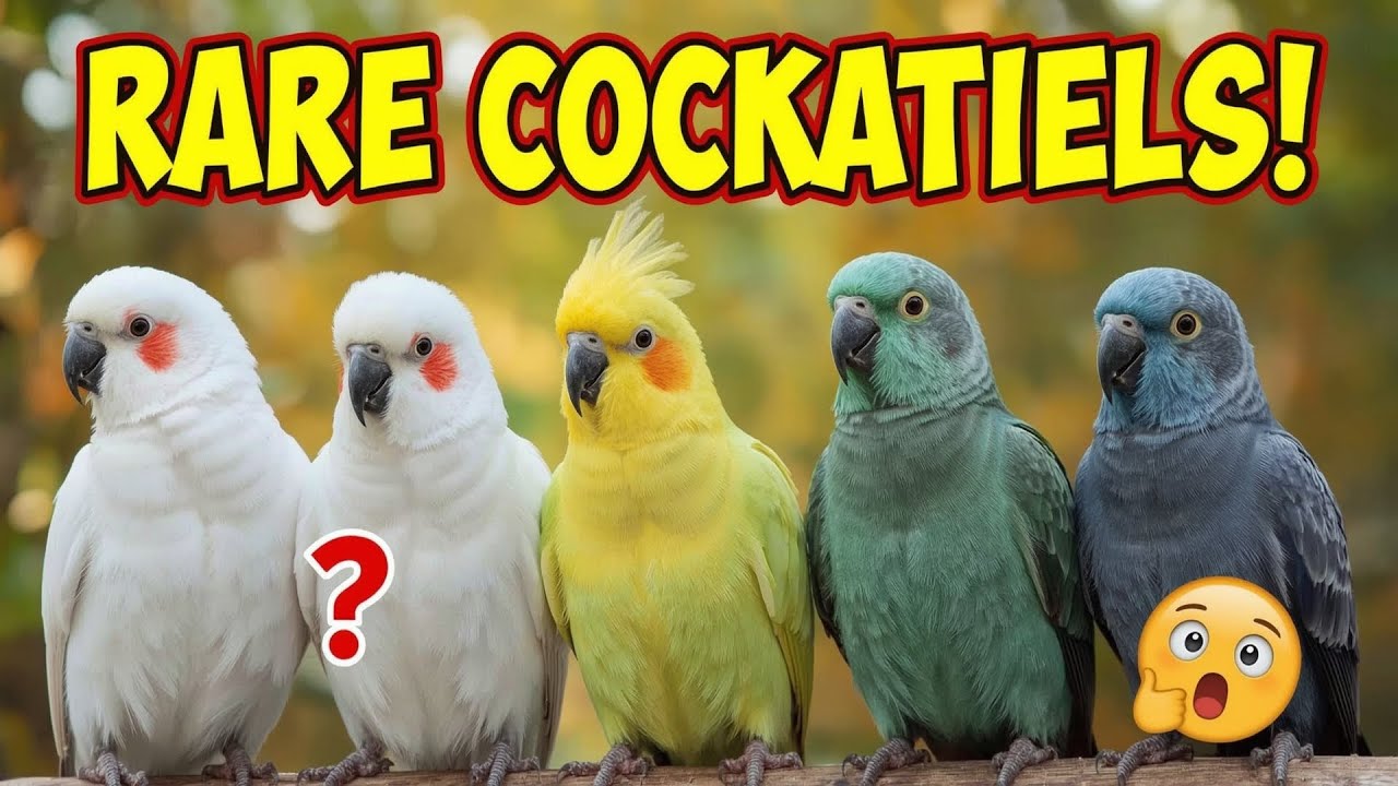 5 Rare Cockatiel Mutations You’ve NEVER Seen Before! 🦜