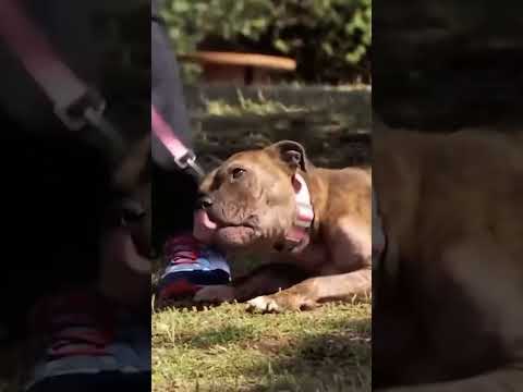 Does your dog shut down on the walk? This is how to fix that!