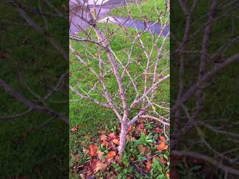 Witch hazel (Hamamelis) - shrub - November 2017