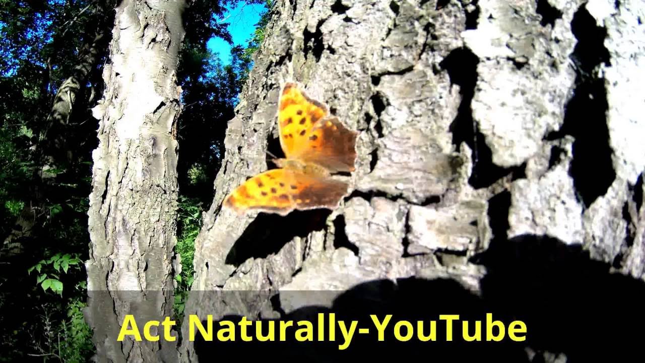 Eastern Comma Butterfly (Polygonia comma)