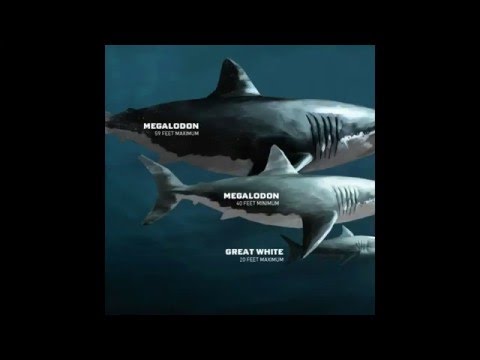 TOP 5 FACTS ABOUT MEGALODON