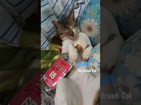 Bluey the Drunk Cat πββ¬ Wasted on my Rum! π±