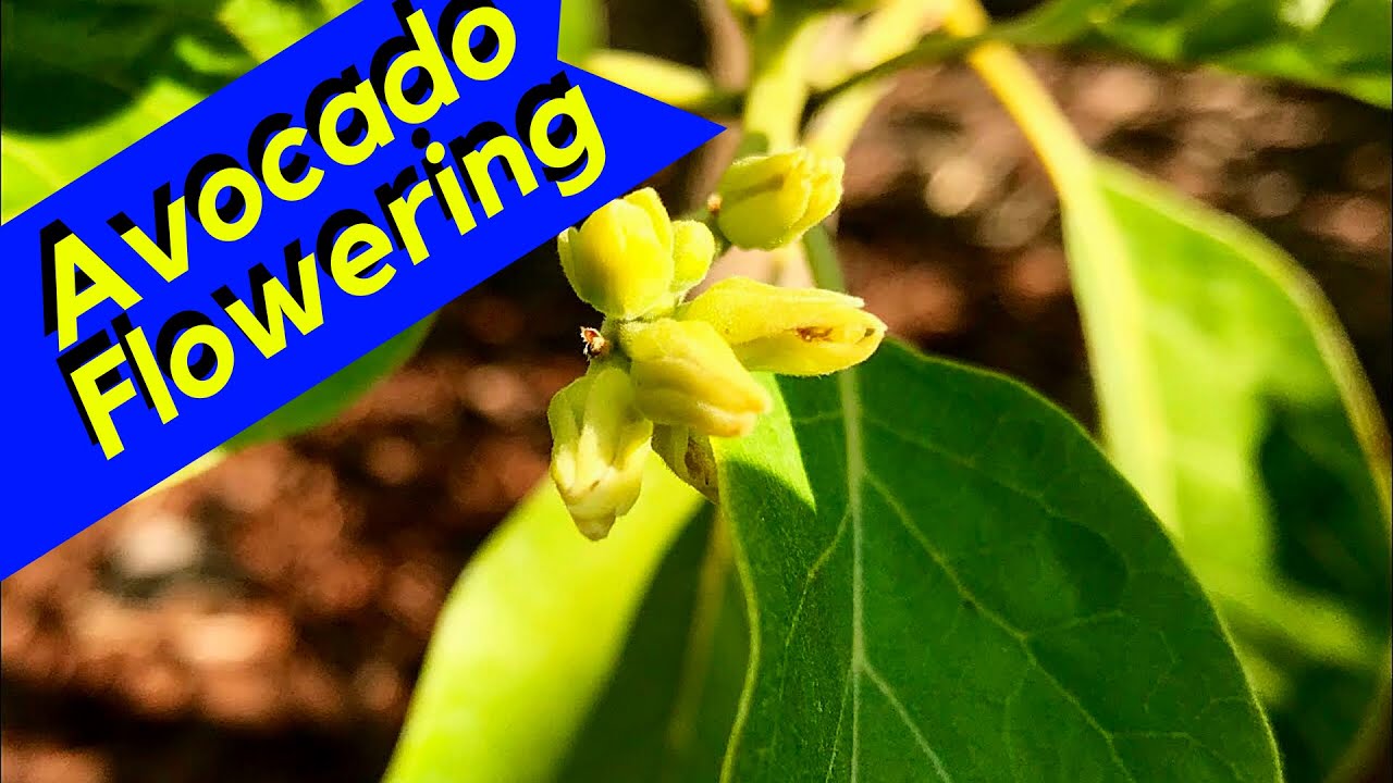 Avocado Flowering Mexicola (2017)