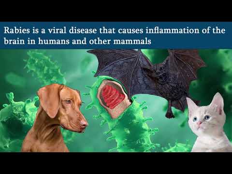 Rabies- Symptoms, treatment and Vaccine, if dog bites you what to do