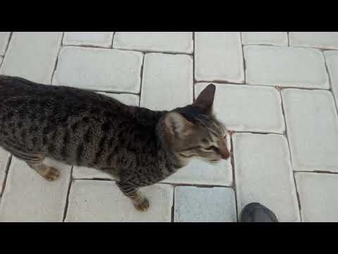 2025-02-05 street cat at Sharjah fort museum al hsin 2. Camera monopod