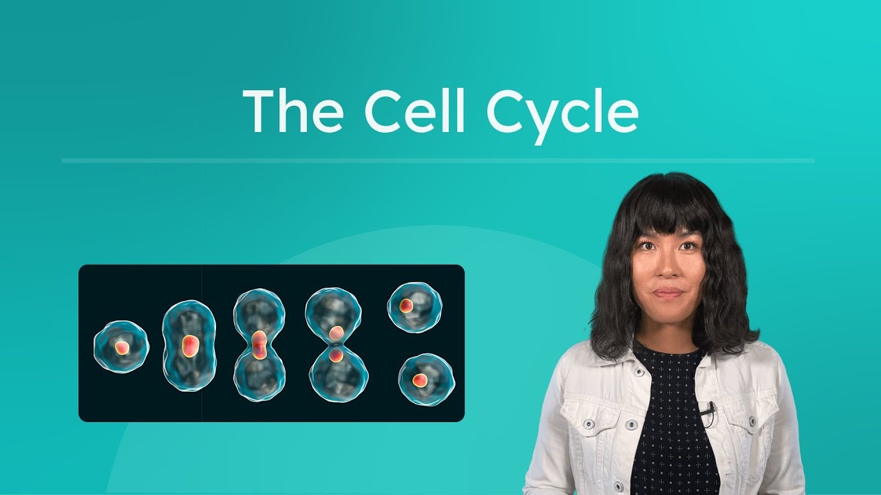 The Cell Cycle - Steps of Cell Division