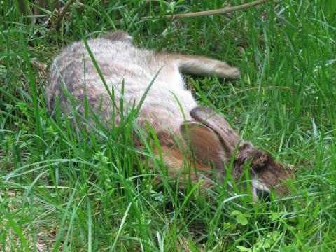 More of Benji the Bunny Napping under New Forsythia Bush, May 26, 2025