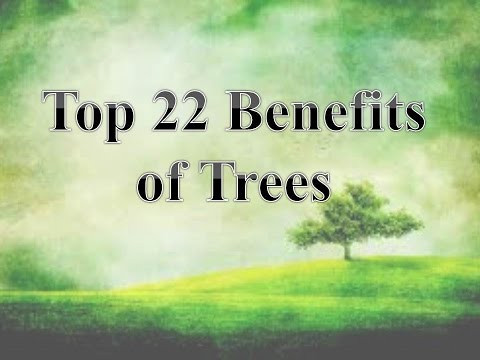Benefits Of Trees – Tree Care & Preservation