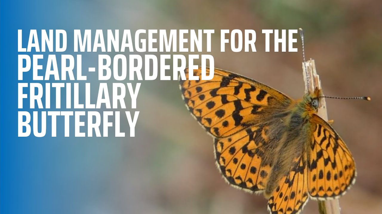 Land Management for Pearl-Bordered Fritillary Butterfly