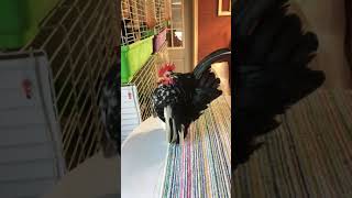 Division 2 Junior Male #11