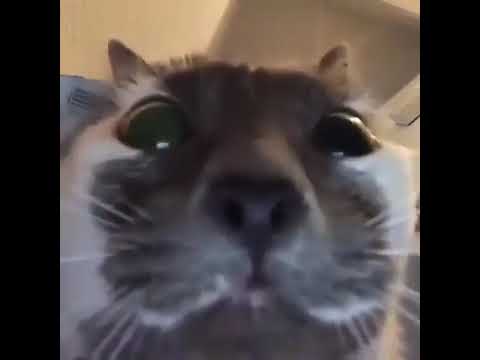 10 hours of cat staring at camera