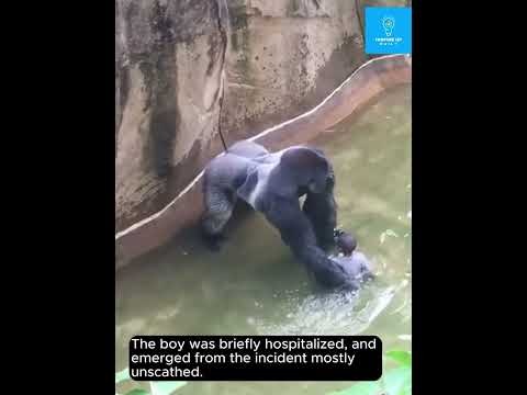 HARAMBE: The Zoo Hostage Crisis