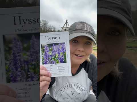The herb of the day is Hyssop. www.justdigitfarms.com