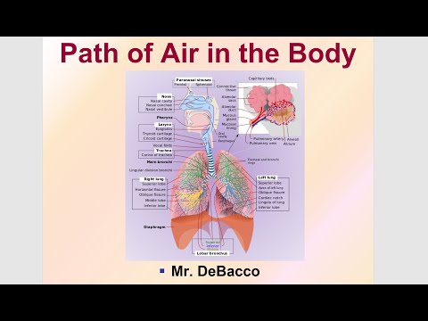 Path of Air in the Body
