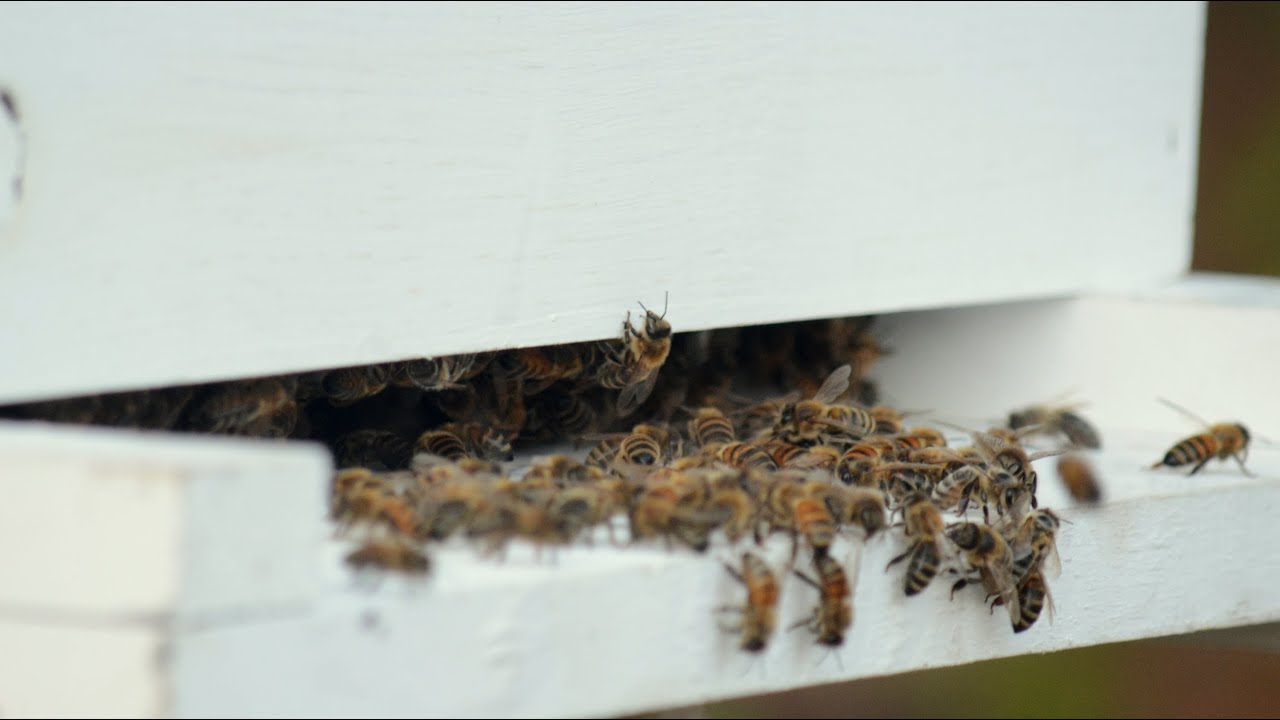 Backyard Beekeeping - A Beginners Journey