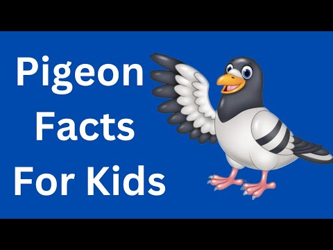 Pigeon Fun Facts For Kids