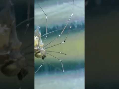 The fight of Carabao Spider and Flies#short