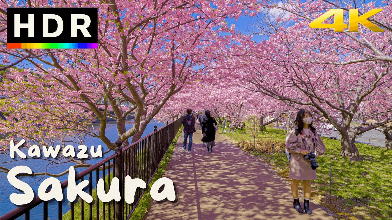 4K HDR Japan Cherry Blossoms - Kawazu Sakura