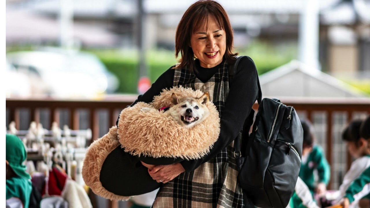 Remembering Kabosu: The Heartfelt Tribute to the Original Doge Meme Dog