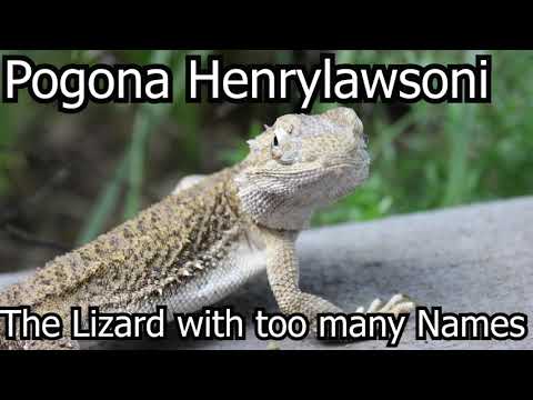 The Lizard with too many Names