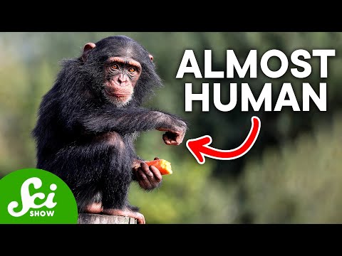 How Humans Are Almost Identical to Chimps, According to DNA