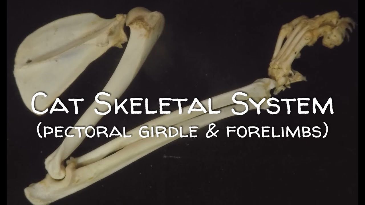 Skeletal System #06 (Cat pectoral girdle and forelimbs)
