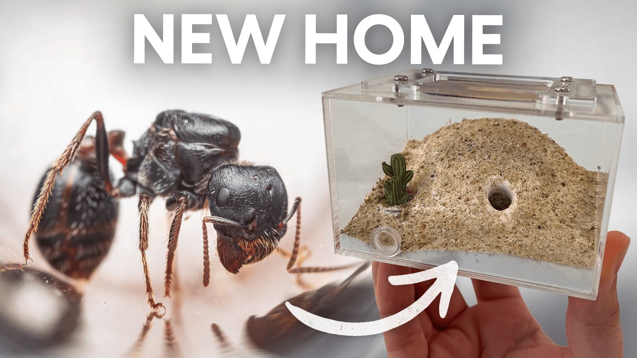 Moving my Harvester Ants Reveals Some Weird Personalities