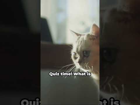 Furry Feline Fun: Cat Facts, Quizzes and Riddles Part 1