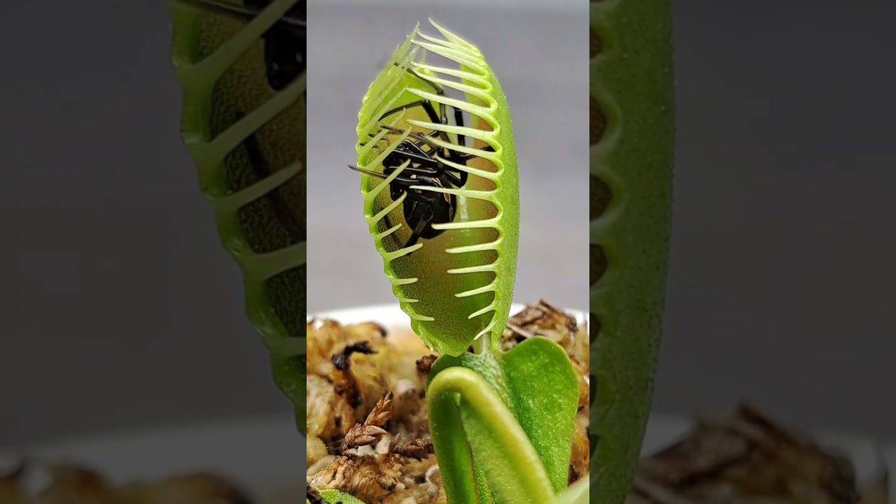 HUGE spider smashed by Venus fly trap #shorts