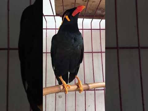 Talking Bird Filipino Language