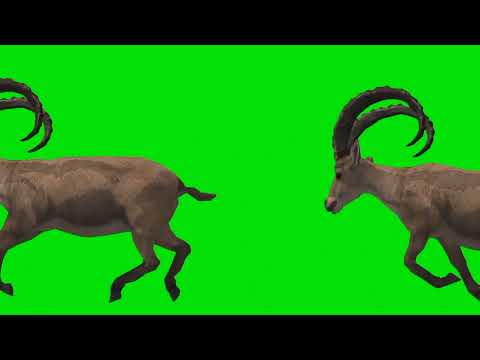 Wild forest carzy green screen animal Crossover! Animal stampede! Cartoon green screen video......