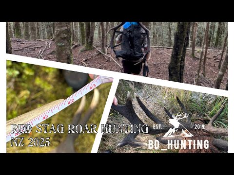 Red Stag Roar Hunting NZ 2025 * My First 40 inch stag *