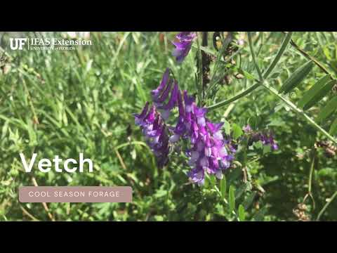 Overview of Vetch