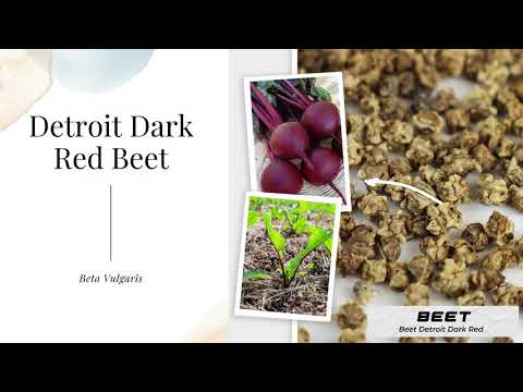 Detroit Dark Red Beet Beetroot Beta Vulgaris Organic Non GMO Vegetable Heirloom USA Plant Root Seeds