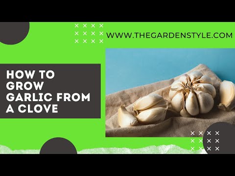 How to Grow Garlic From a Clove: The Easiest & Fastest Way 🧄