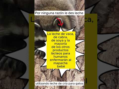 Qué come un Mapache Bebé (Nunca le des este alimento🚫)