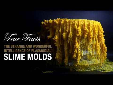 Ze Frank on Slime Molds