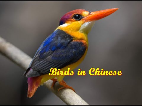 Mandarin Chinese Names of Common Birds