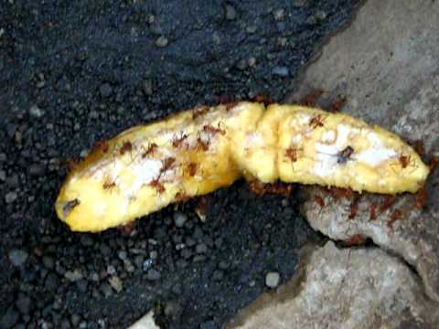 Zompopos locos Ants go bananas | Encara-mado