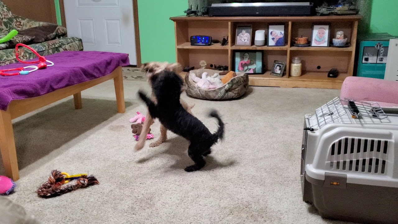 Nigel and Sally playing before bed