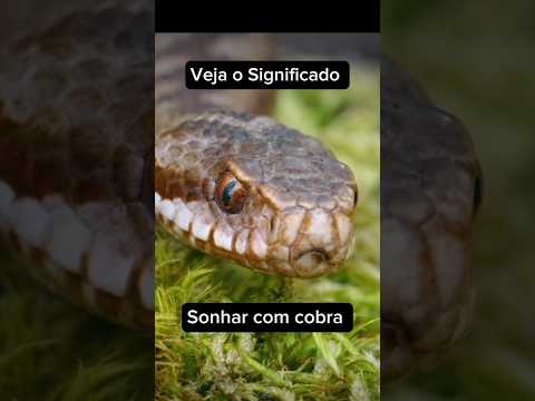 Significado sonhar com cobra