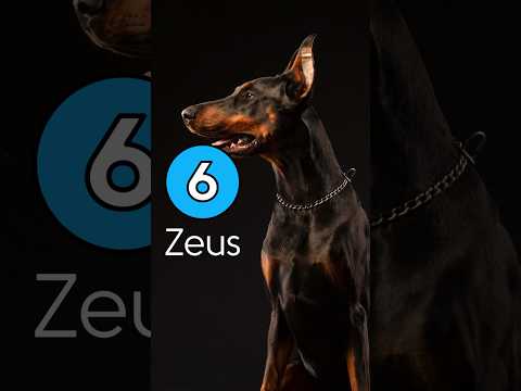 ⚡️6 Badass Dog Names #dognames #doberman #bullmastiff #rottweiler #canecorso #dogsofyoutubeshorts