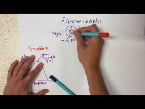 Enzyme Graphs - p15 (Foundation p16)