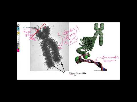 Mitosis1 BIOL 130
