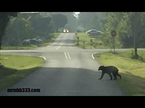 "Madness in Mississippi" as black bears roam coastal communities! - B Brandon