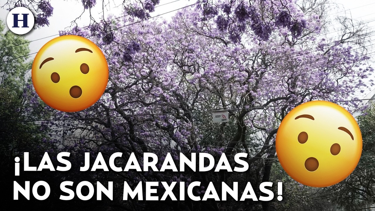 Who brought jacarandas to Mexico? The secret behind Mexico City's most famous tree