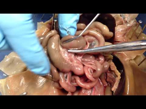 Bio 121 Lab Rat Dissection