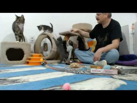 Springfield Kittens - Evening 1-12